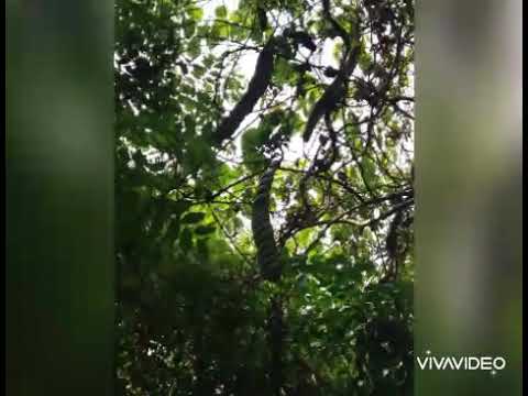 Gugo bark vine - YouTube