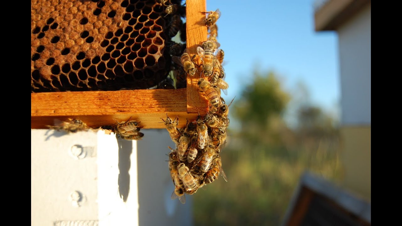 Texas Beeworks owner Erika Thompson shows what it's like to be a beekeeper - YouTube