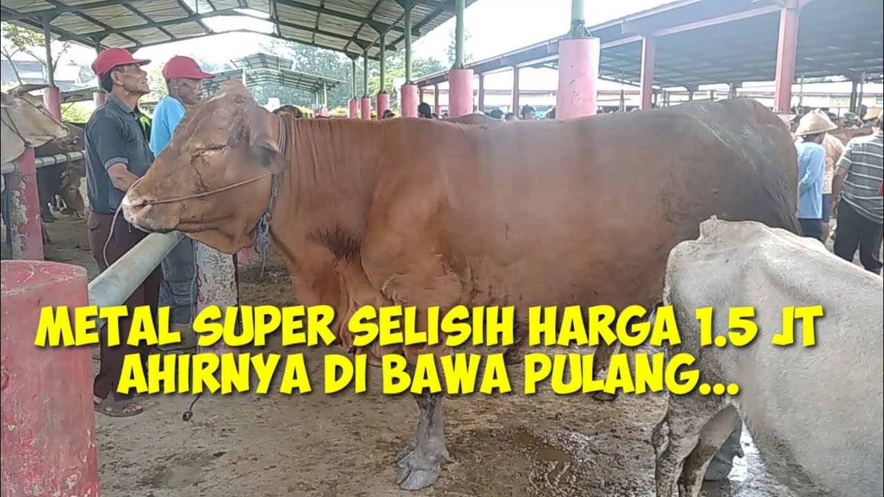 Sapi Bobot 900 kg.. Gede Dwe Sak Pasar - YouTube