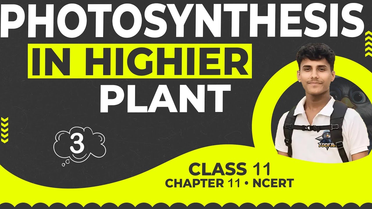 C3 & C4 Cycle • Photosynthesis In Highier Plant • Class 11 NCERT ...
