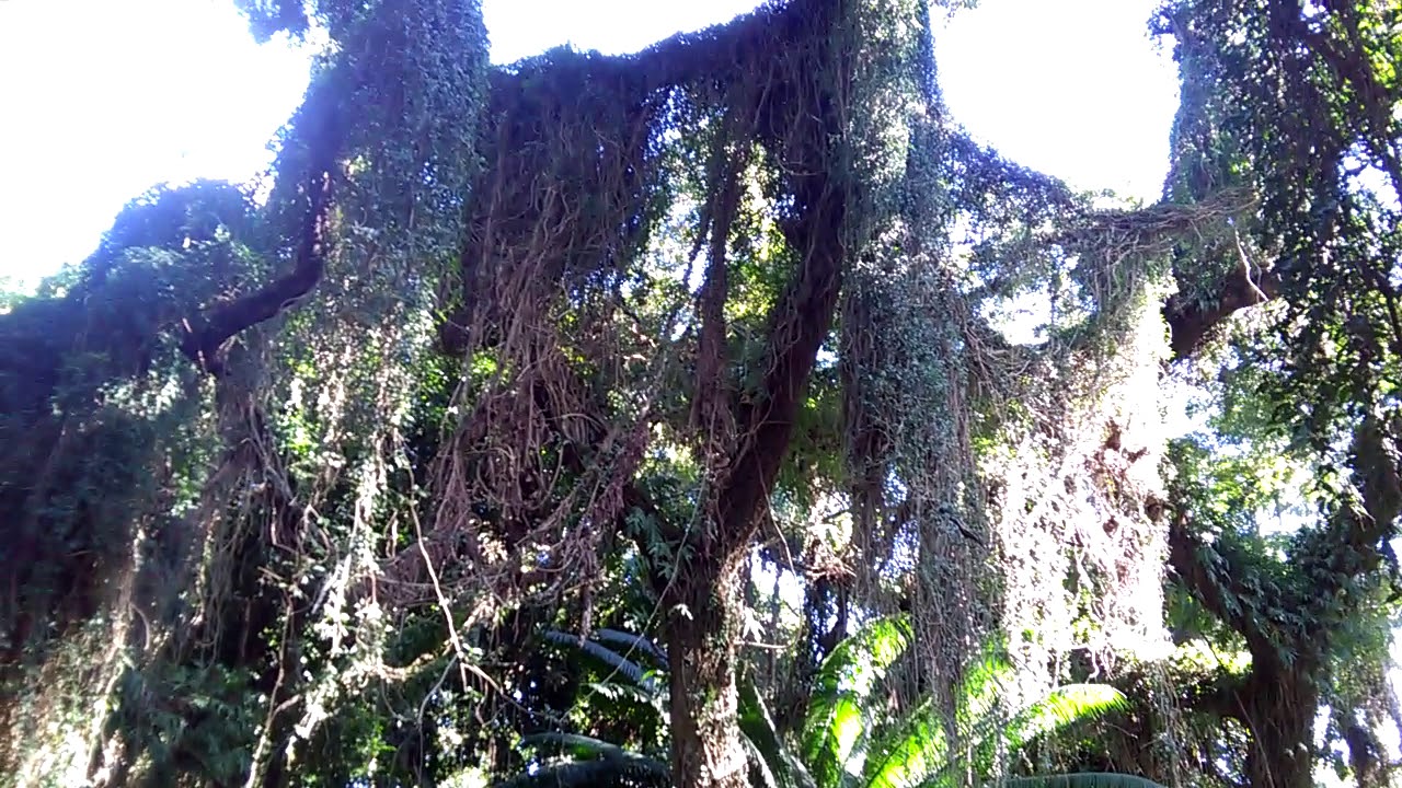 Comoros Rain Forest Near Salimani Hambao - YouTube