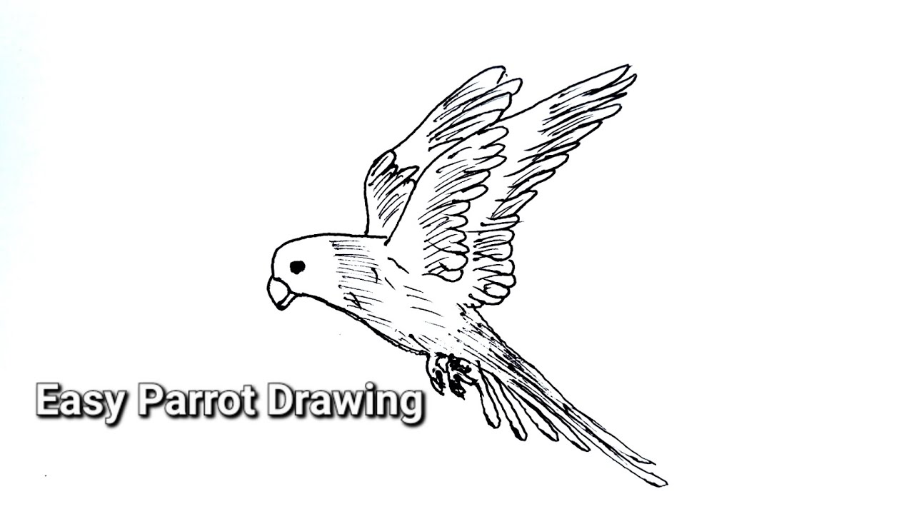 beautiful parrot drawing step by step || art video - YouTube