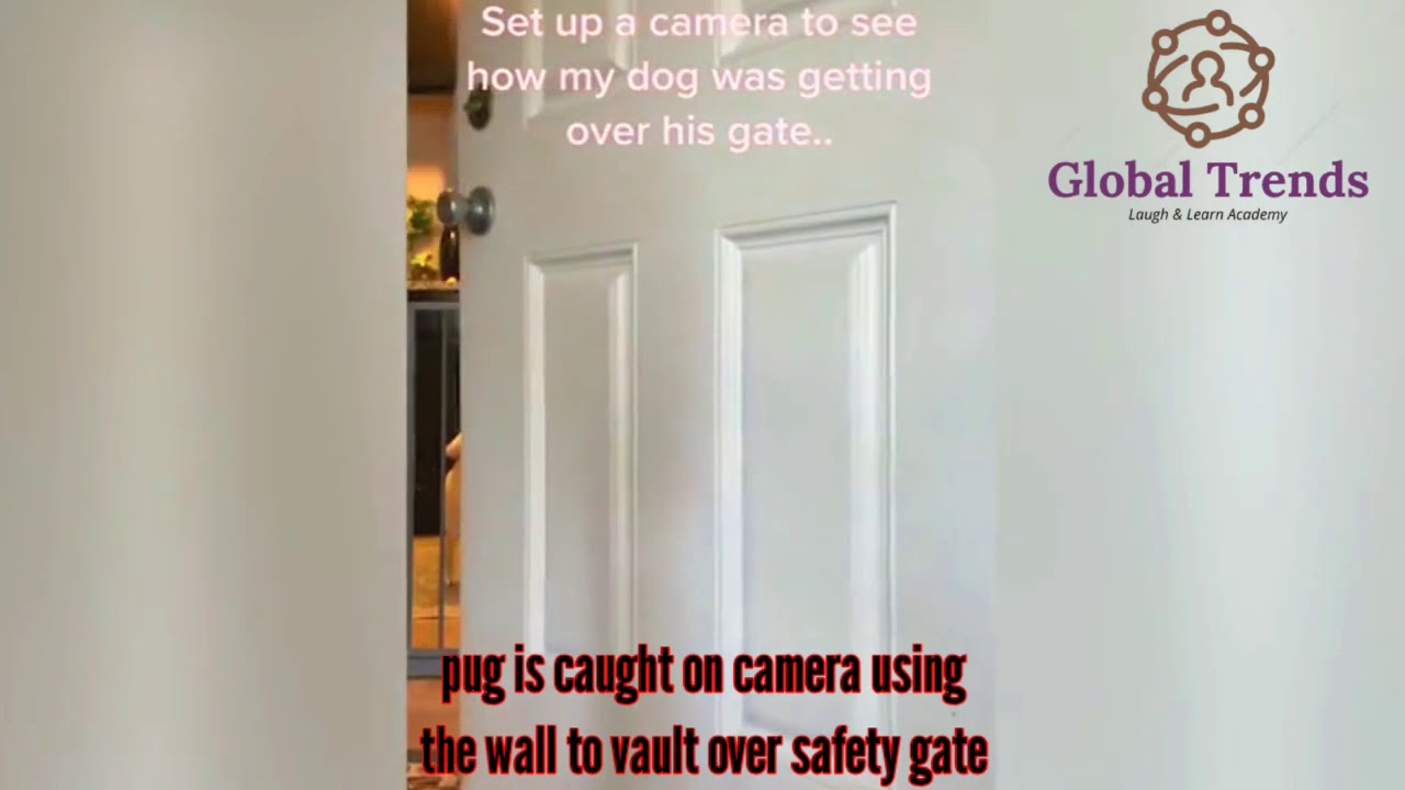 Dog Is Caught On Camera Using The Wall To Vault Over Safety Gate - YouTube