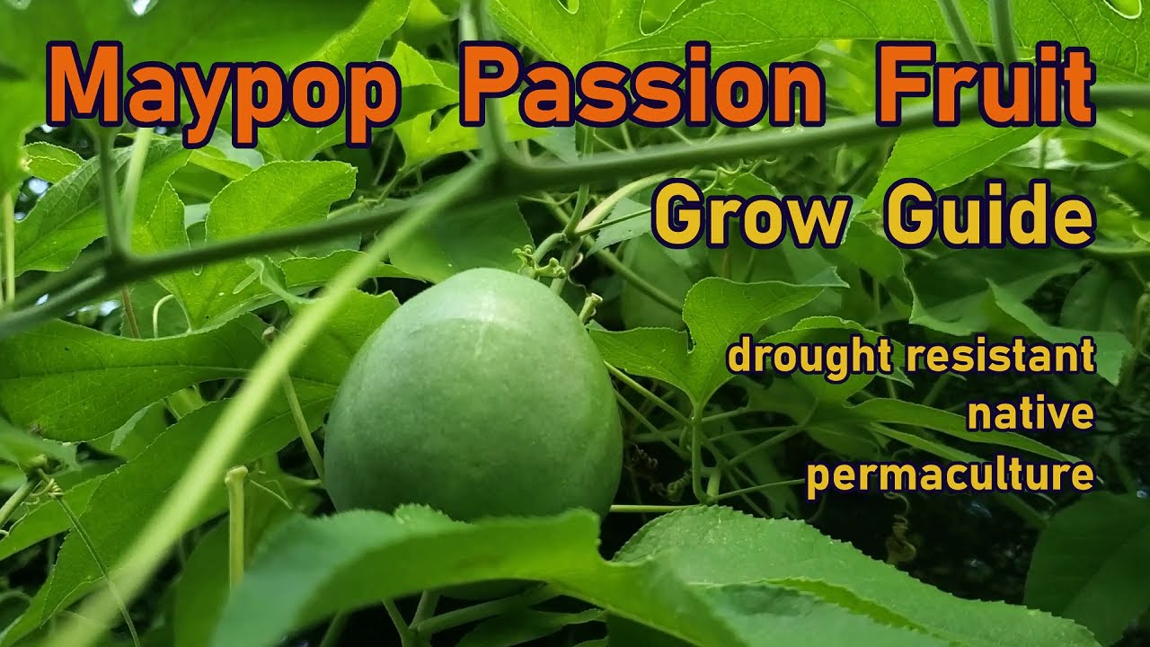 Passion Fruit from the Maypop Passion Flower - A Permaculture Grow ...