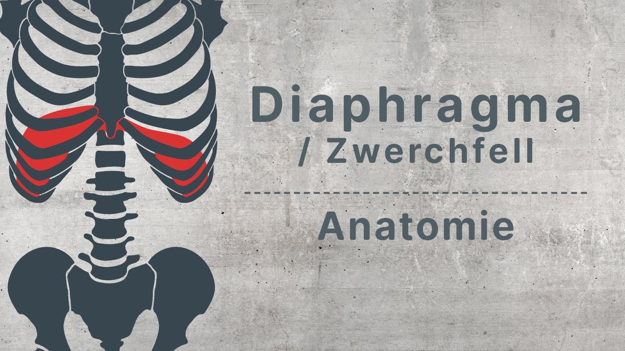 physioHELD: Diaphragma / Zwerchfell | Anatomie - YouTube