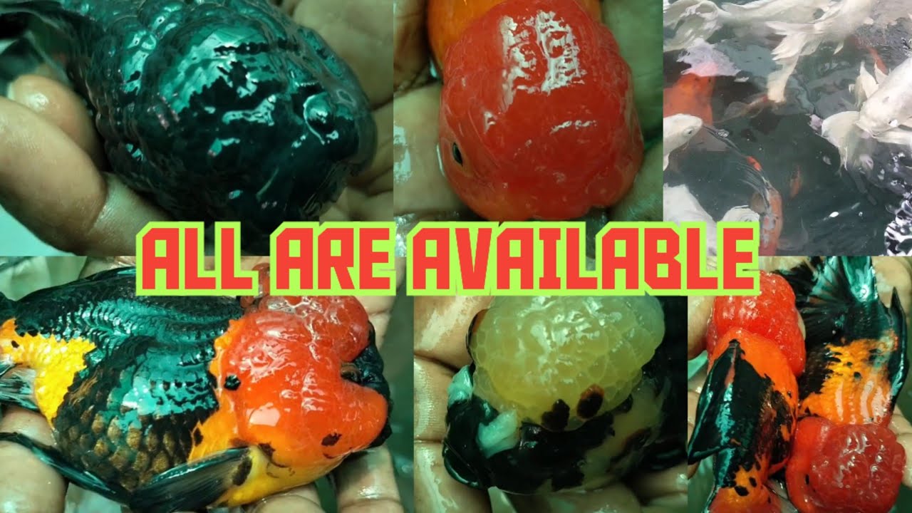 FISH FARM IN HOWRAH BAKSARA🙂GOLD FISH🐠 ORENDA 🐠 MILKY CARP🐠#viralvideo ...