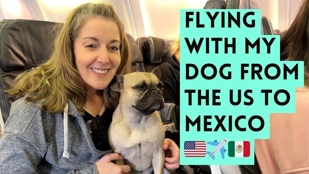 Mexico Pet Travel Guide: Easy Tips for Flying with Your Dog! - YouTube
