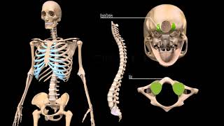 VID 584 The Vertebral column