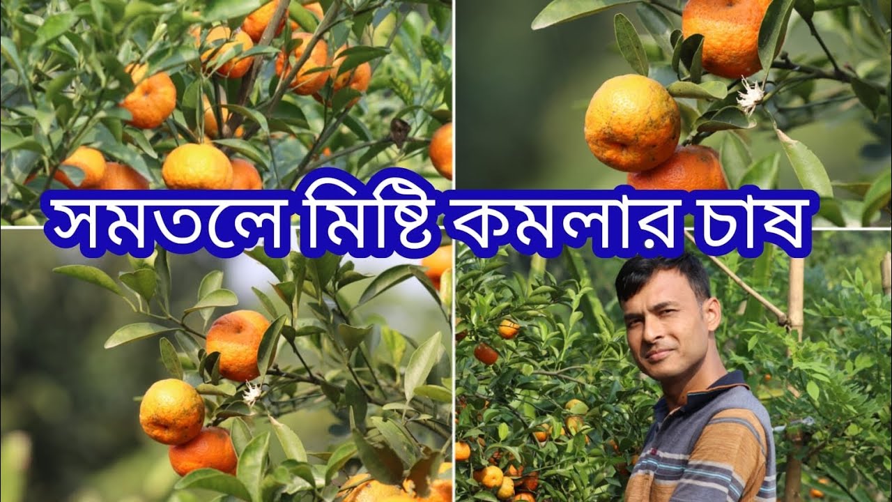 কমলালেবুর চাষ এখন মালদায় ( Orange Farming in Malda ) - YouTube