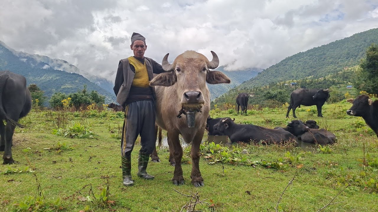 This is Himalayan shepherd Lifestyle Havey Rainy day Cow Buffalo Farmar ...