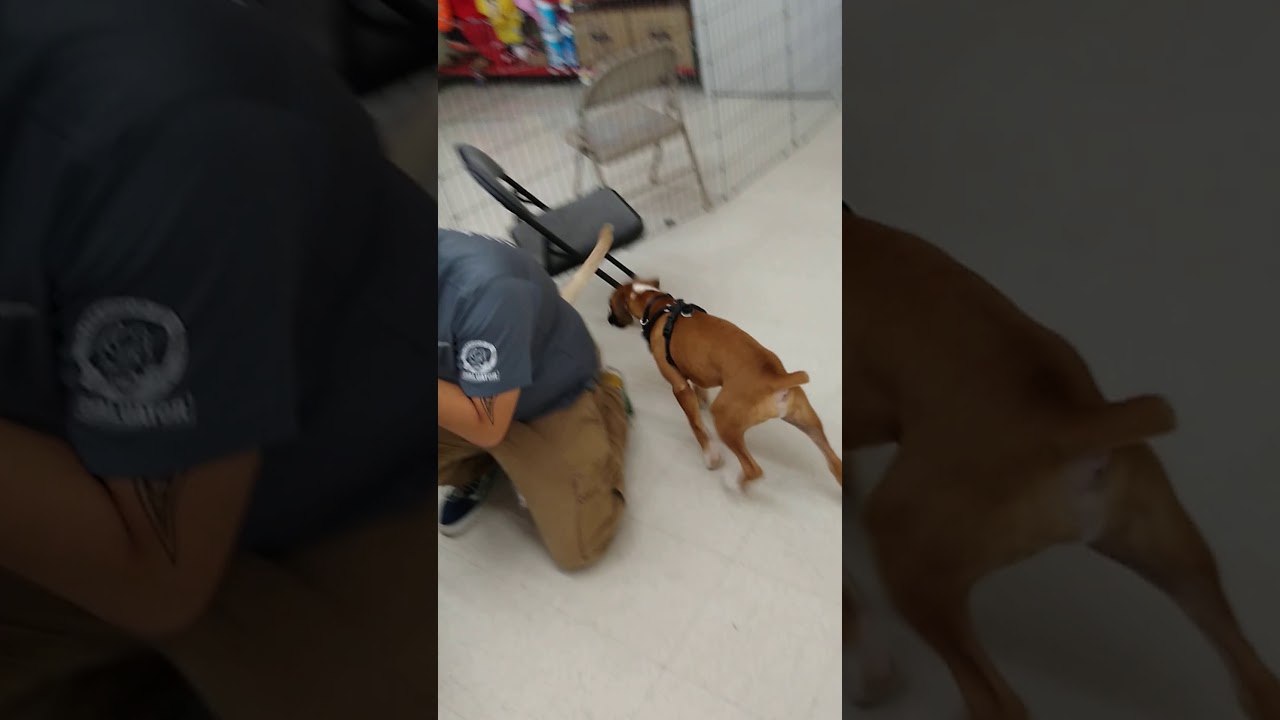 March 7, 2020 Petco Archie boxer puppy dog Huntington Beach - YouTube