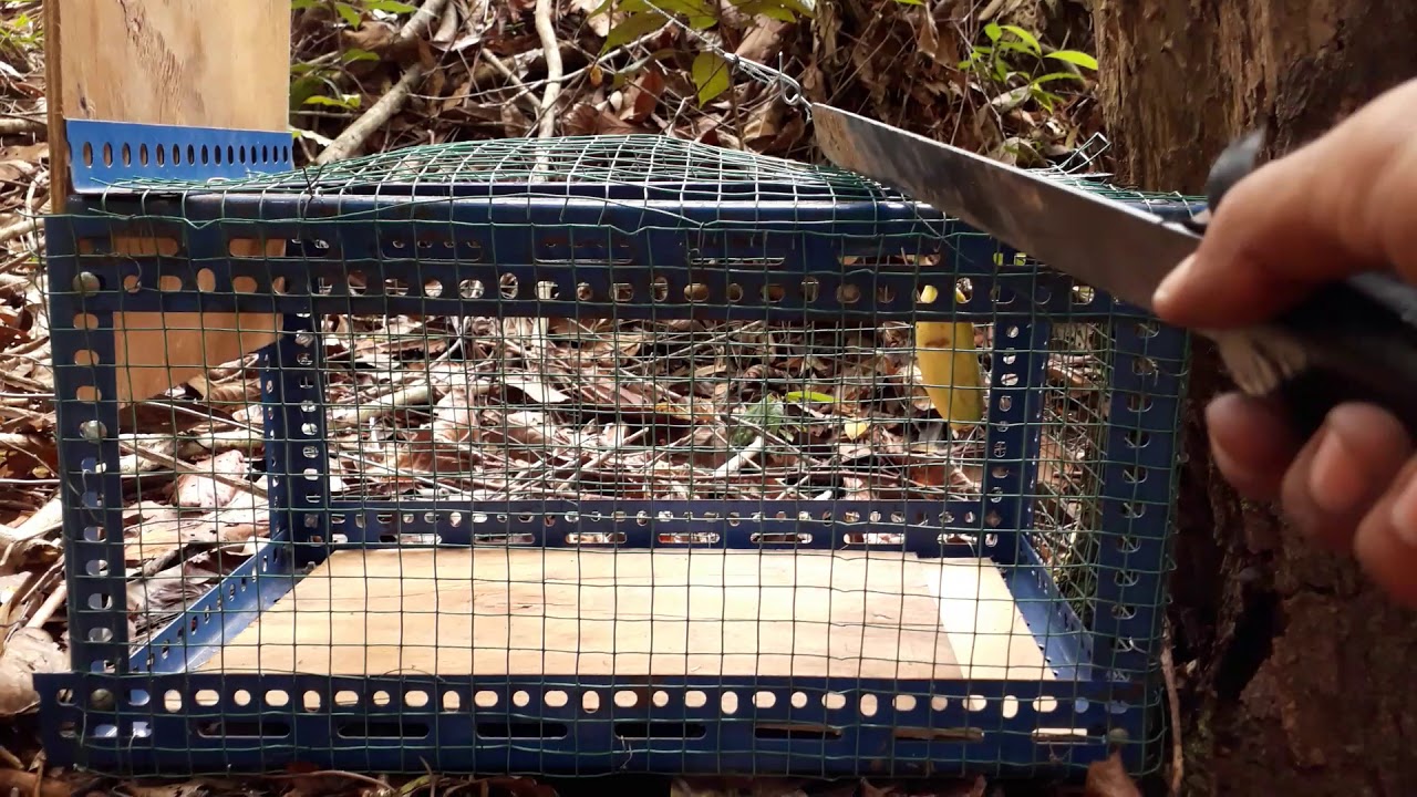 Jebakan musang 100% senang & ampuh - YouTube