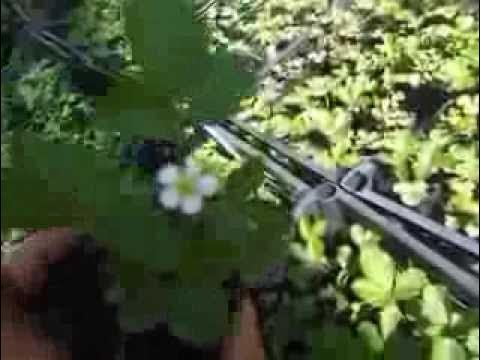 Безусая земляника Али Баба размножение от ЛисСад - YouTube