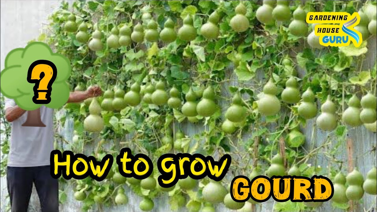 How To Grow Gourd At Home | easy to grow gourd in containers | full ...