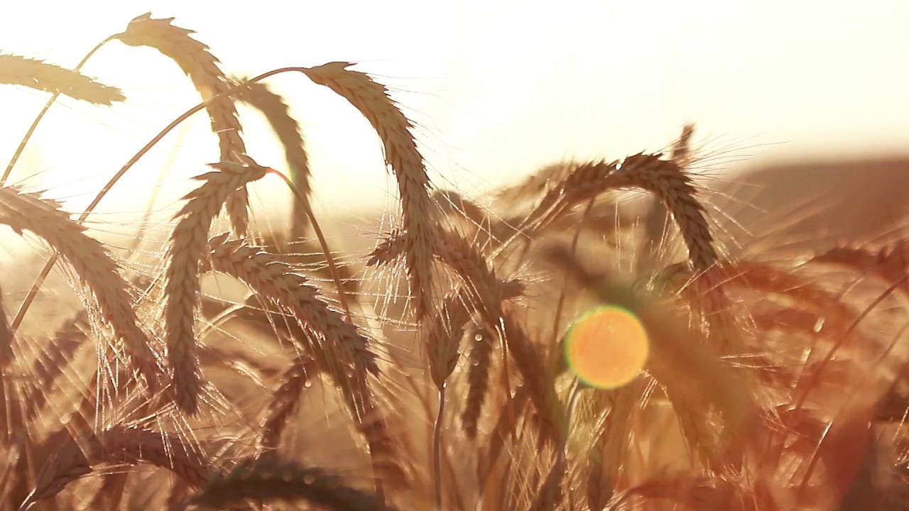 Amazing Nature Footage | Slow Motion Wheat Blowing in the Wind ...