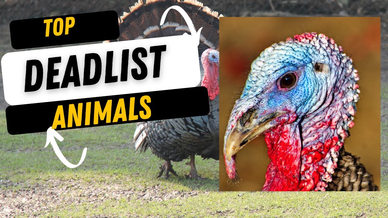 Cassowary: The most dangerous bird in the world. - YouTube
