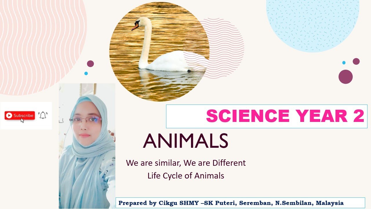 SCIENCE YEAR 2 UNIT 4 ANIMALS (SIMILAR DIFFERENT AND LIFE CYCLE ...