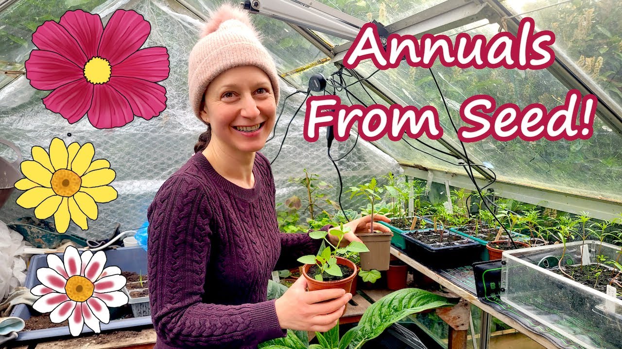 Sowing annual flower seeds! (+ tomatoes & fireball lily bulb) - YouTube