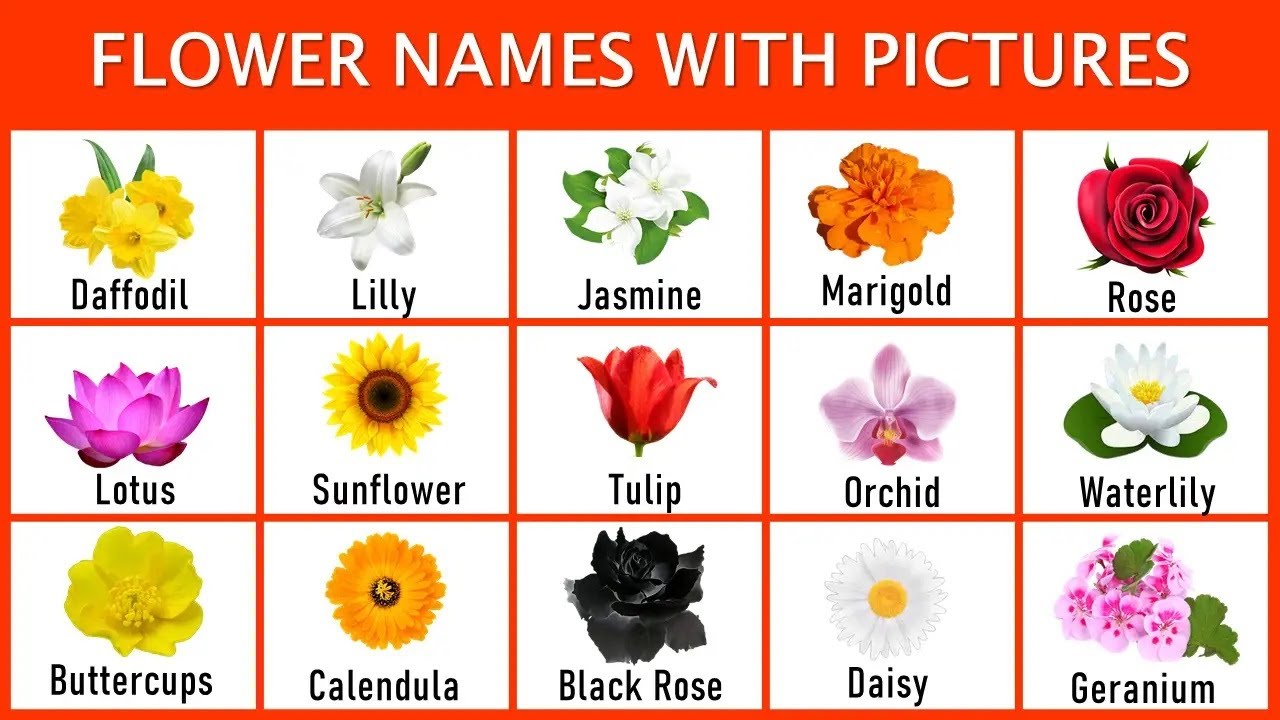 Flowers Name | Flower Names for Kids | flowers Name with spelling ...