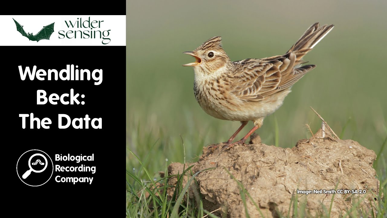 BIOACOUSTICS 4 Wendling Beck The Data - YouTube