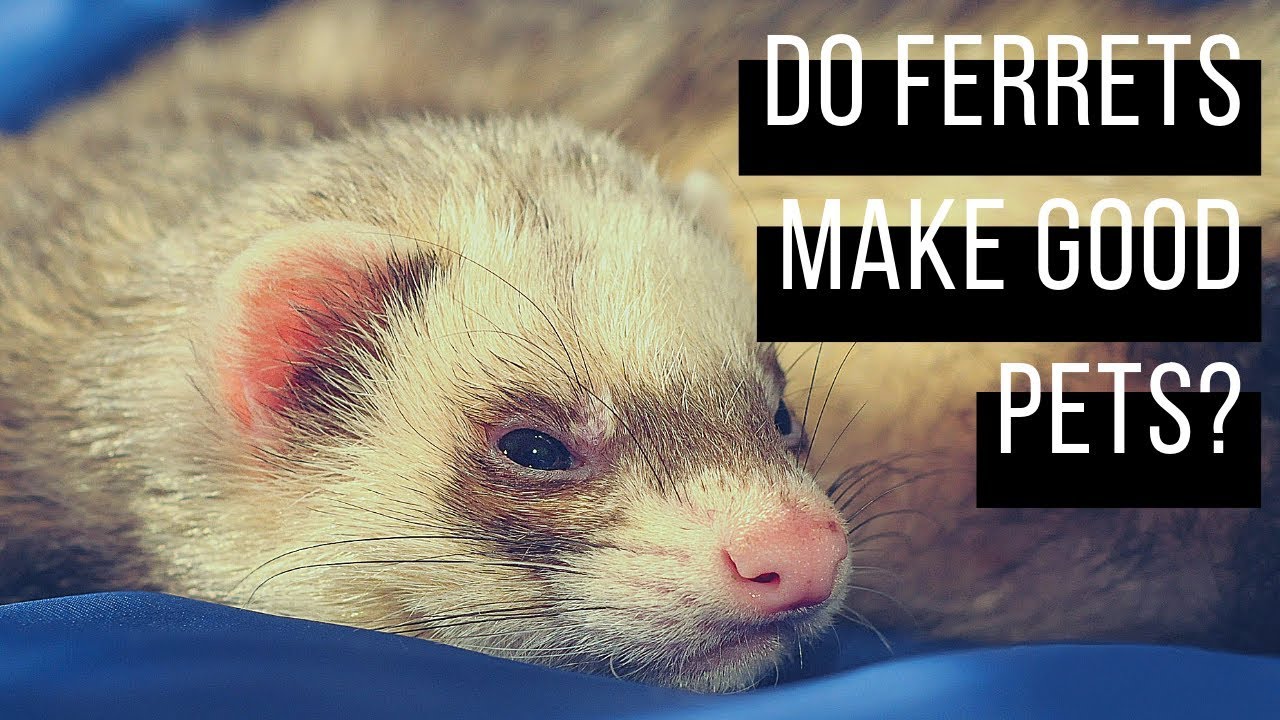 Do ferrets make good pets? - YouTube