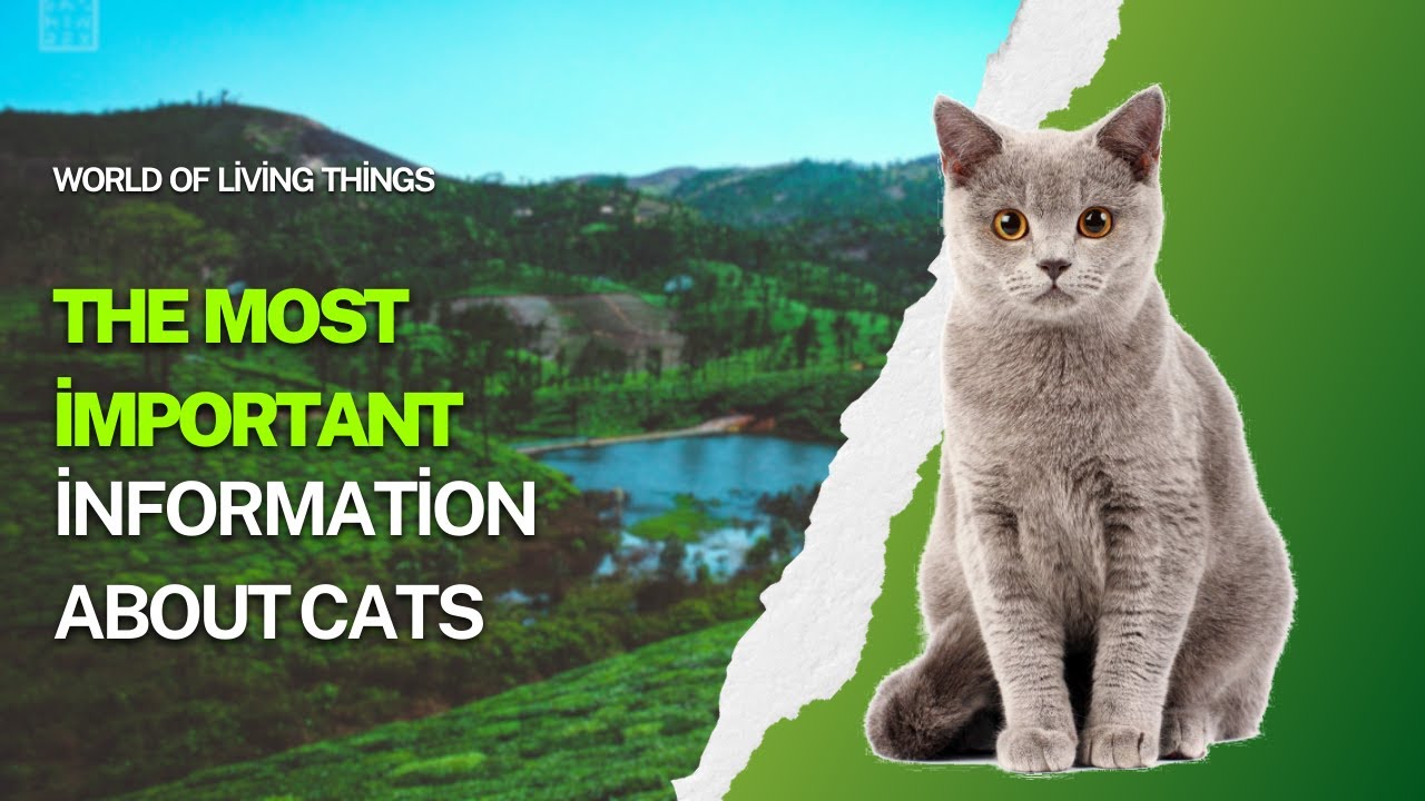 The most important information about cats - YouTube