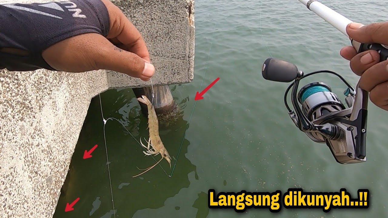 Siapkan udang segar..!! kalau lagi musim ikan ini || pltu dam merah ...