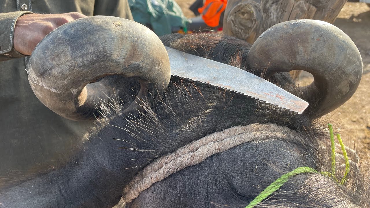 Triming buffalo #buffalo Horng trimming - YouTube