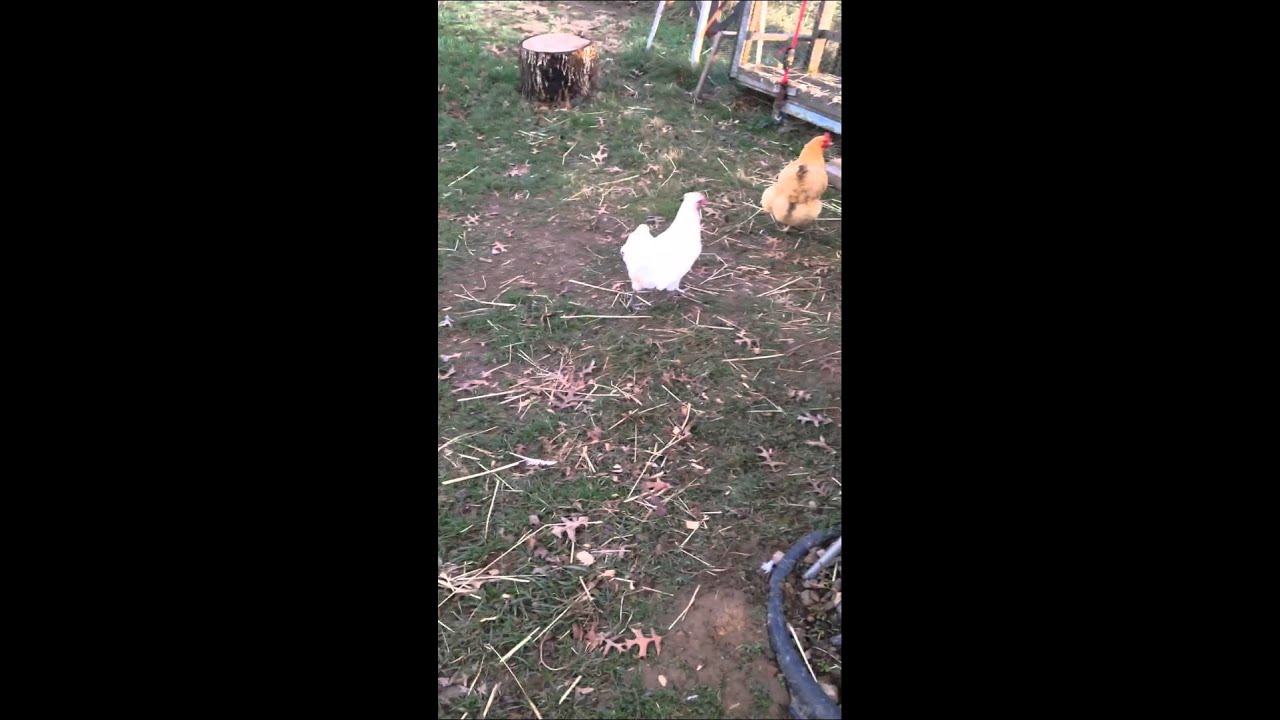 Aggressive hen Bertha bullying behavior - YouTube