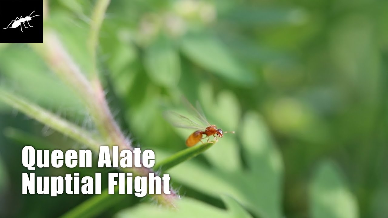 Queen Alate Nuptial Flight - YouTube