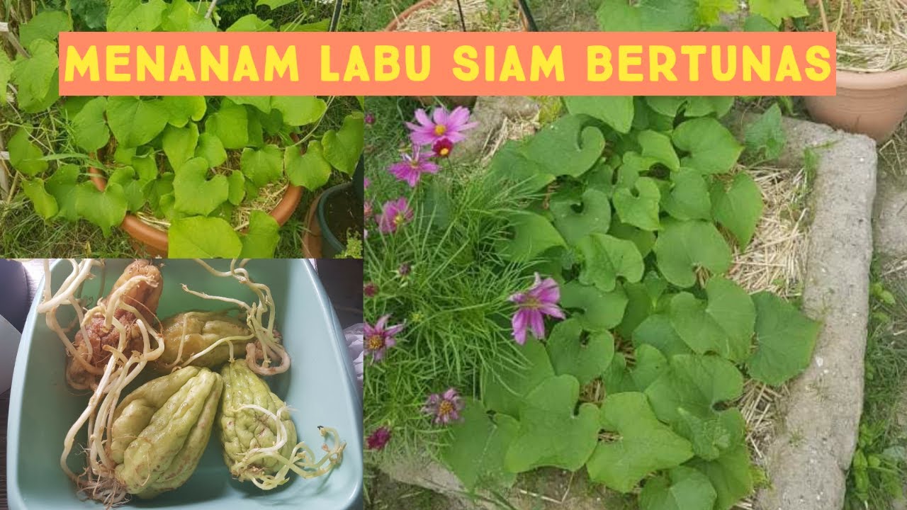 Menanam Labu Siam Yang Sudah Bertunas || Chayote || Berkebun di Germany ...