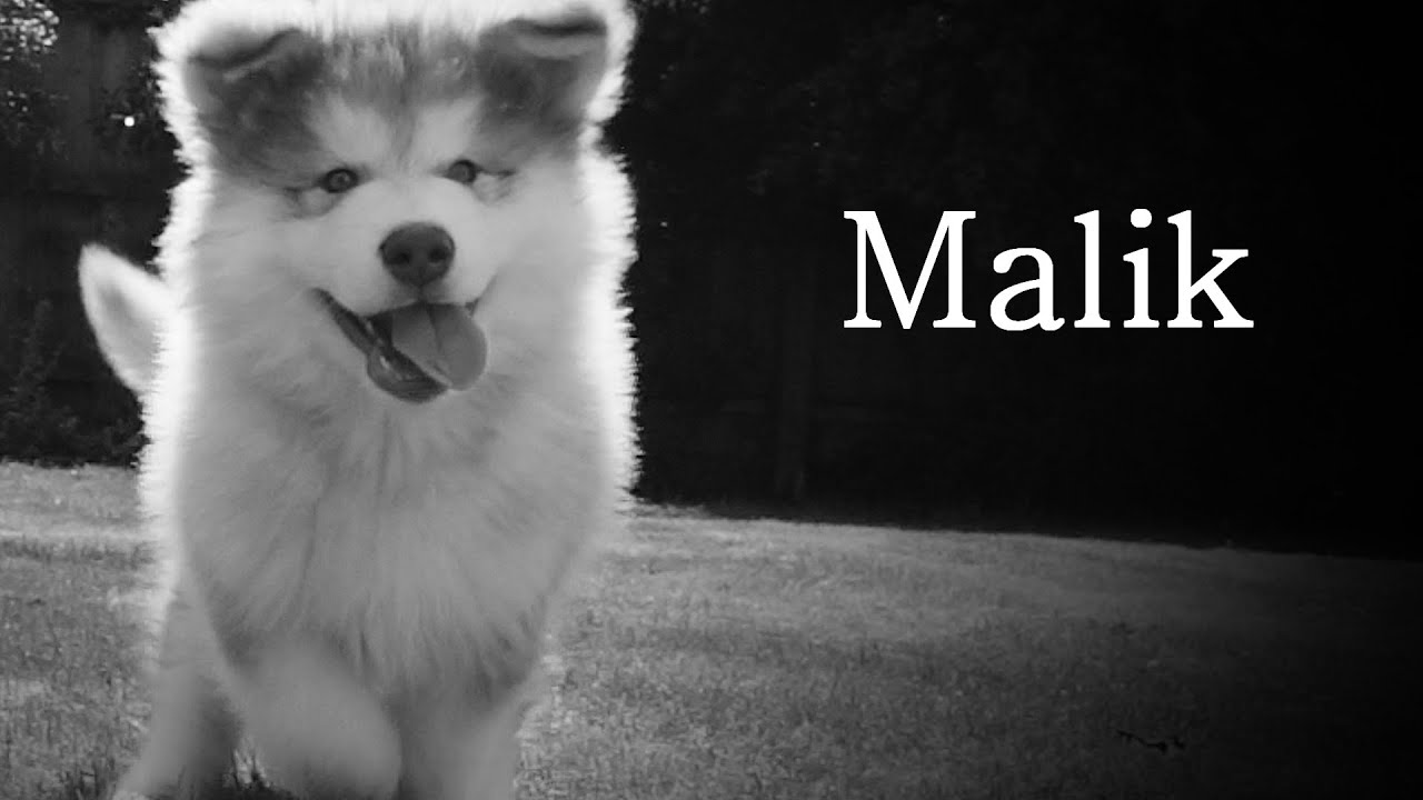 Meet Malik (The King) - Our New Alaskan Malamute Puppy 2016 - YouTube