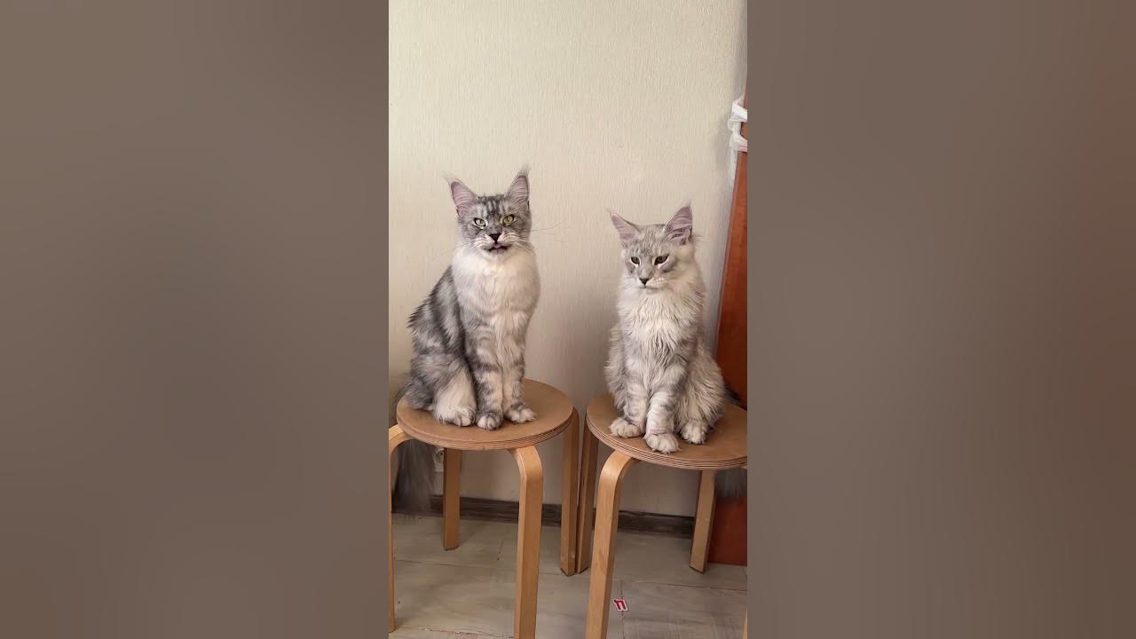Мама и сын как считаете похожи Парень в поиске самых лучших родителей😉 Mainecoonlovers Youtube