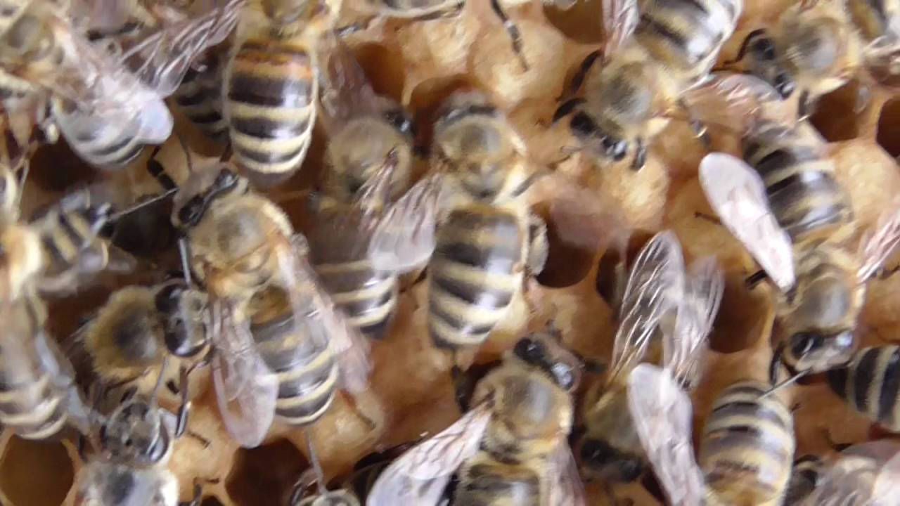 INEDIT Filmam o matca ce da rateuri si inca nu accepta schimbul ...