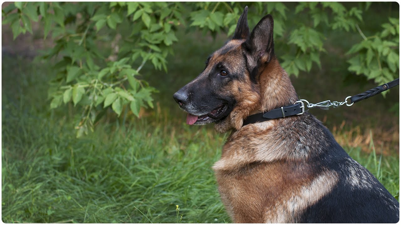 German Shepherd Dog wearing “Noble Pet” Leather Dog Collar for Walking and Training - YouTube