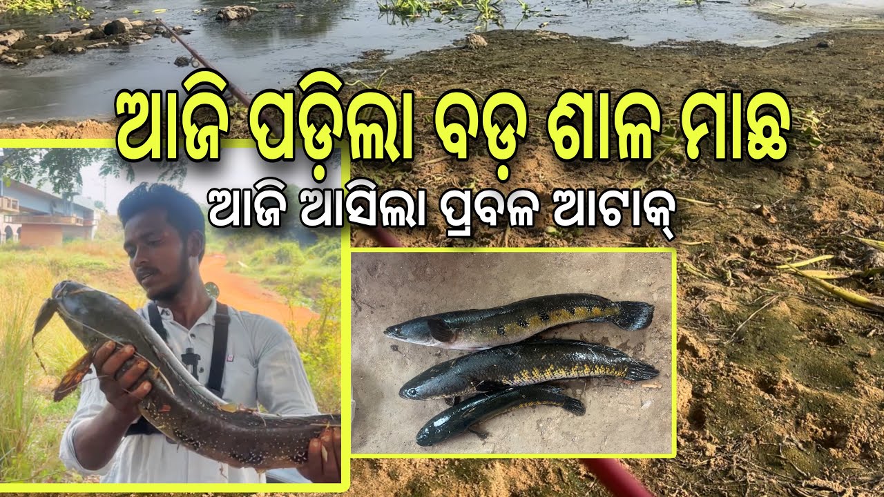 ଆଜି ଧରିଲି ଖାଲି ଶେଉଳ ଆଜି ଆସିଲା ପ୍ରବଳ ଆଟାକ୍ 😳 / Odia Vlogs / Daily Vlogs ...