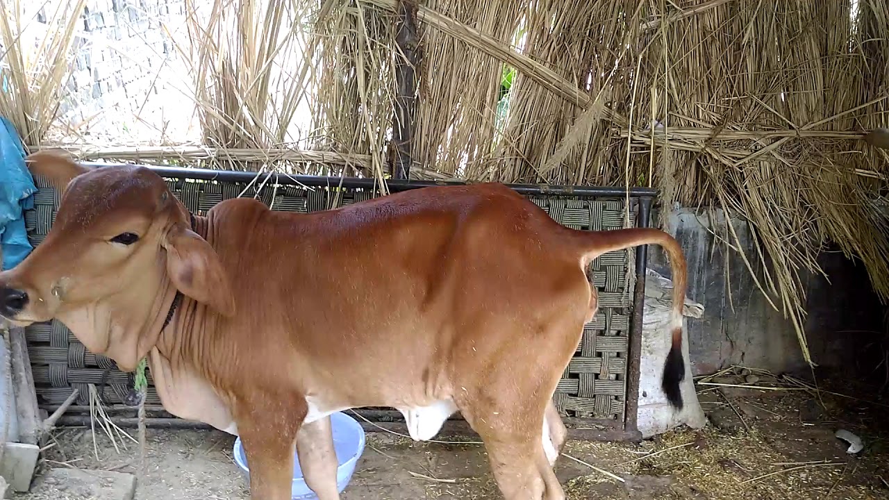 Cow potty karte huye - YouTube
