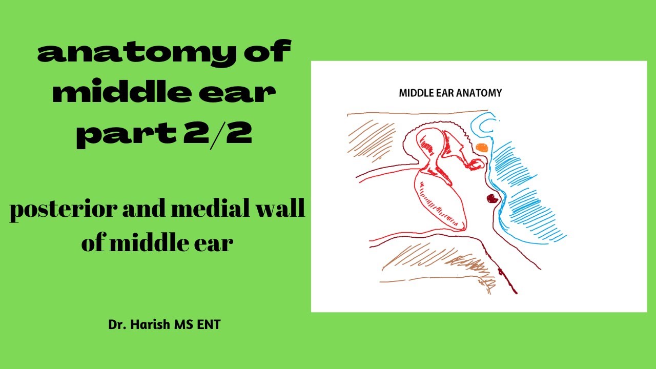 Anatomy of middle ear part 2 | posterior and medial wall of middle ear ...
