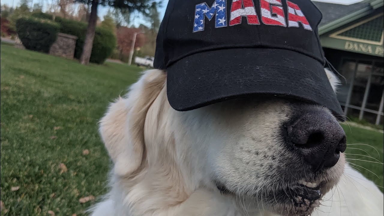 MAGA Dogs for America - YouTube