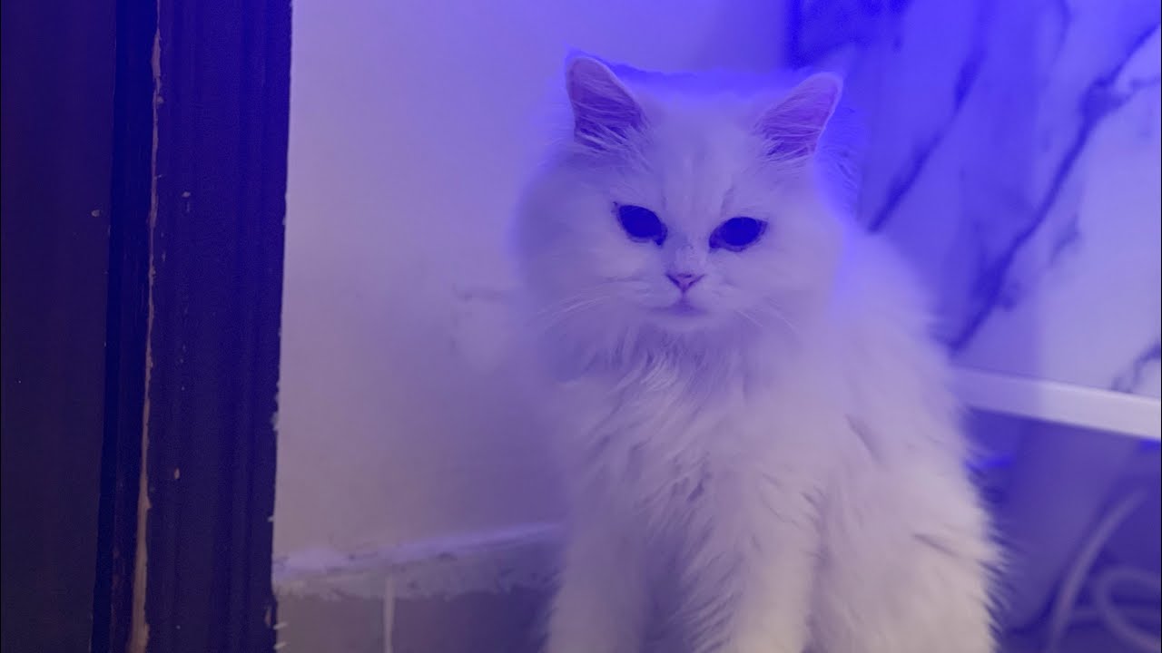 Cute Kittens Playing Together And Too Much Funny Playing - YouTube