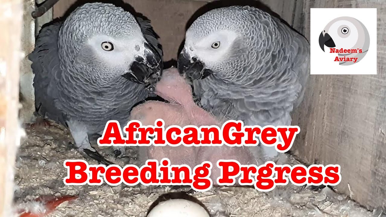 African Grey Breeding Progress - YouTube