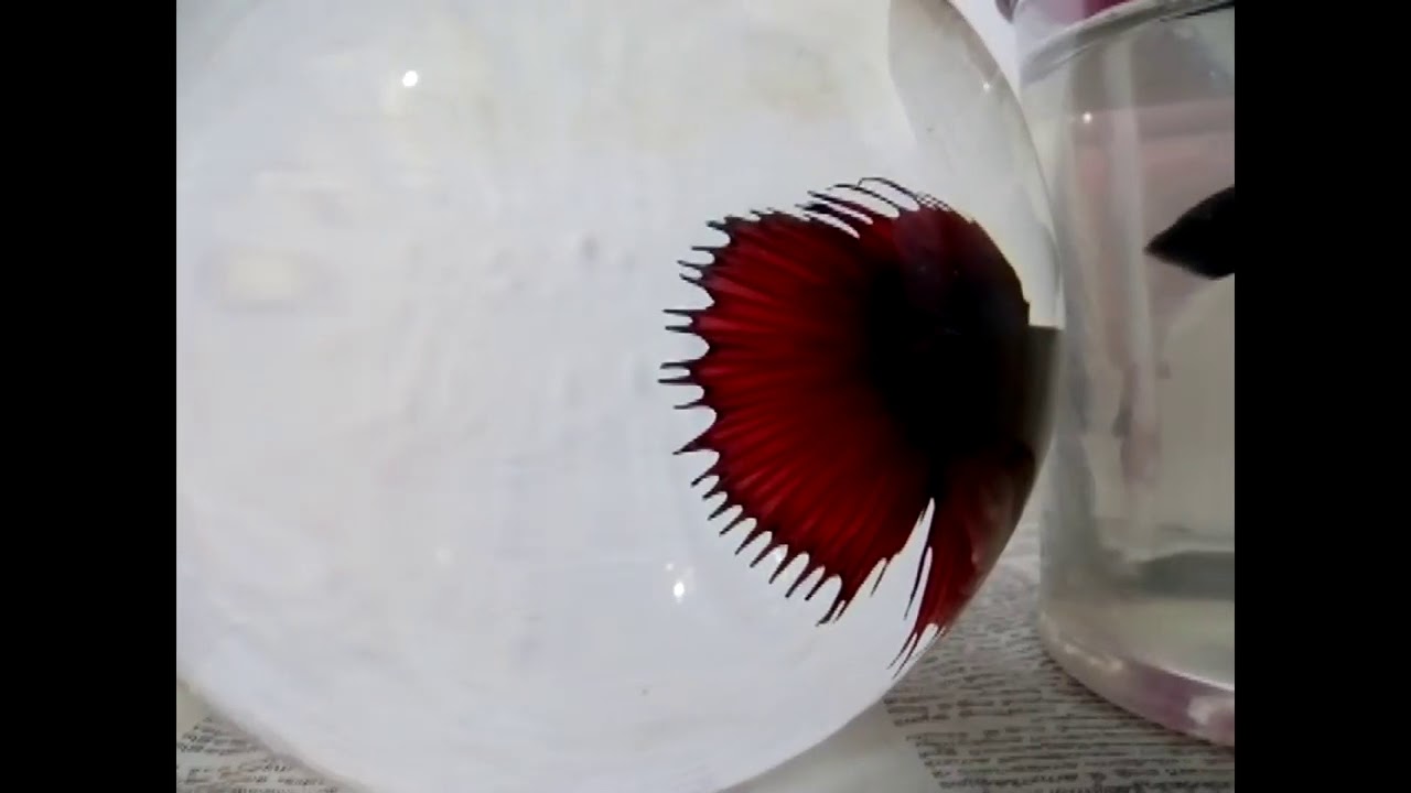 How to breed beta fish - YouTube