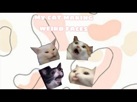 my cat making weird faces at me! - YouTube