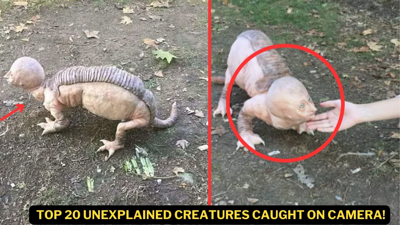 Top 20 Unexplained Creatures Caught on Camera!| Bizarre Creatures ...