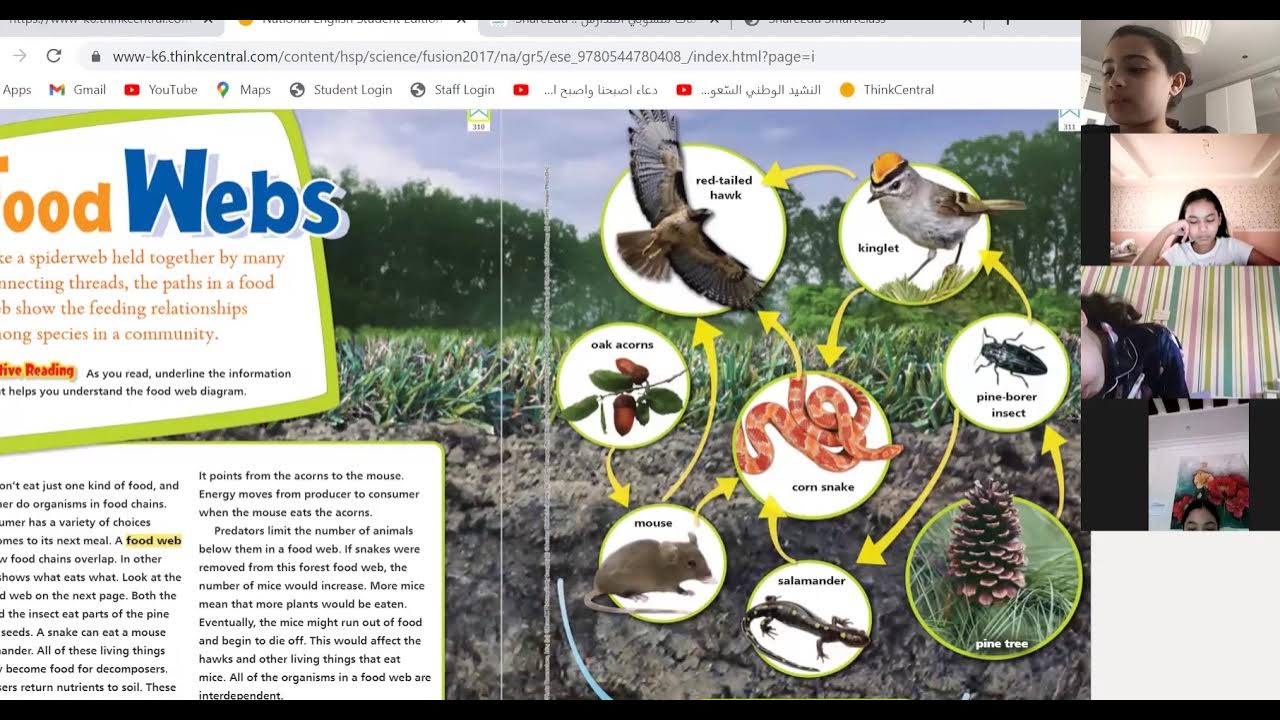 grade 5 How does energy move through ecosystem? part 1 - YouTube