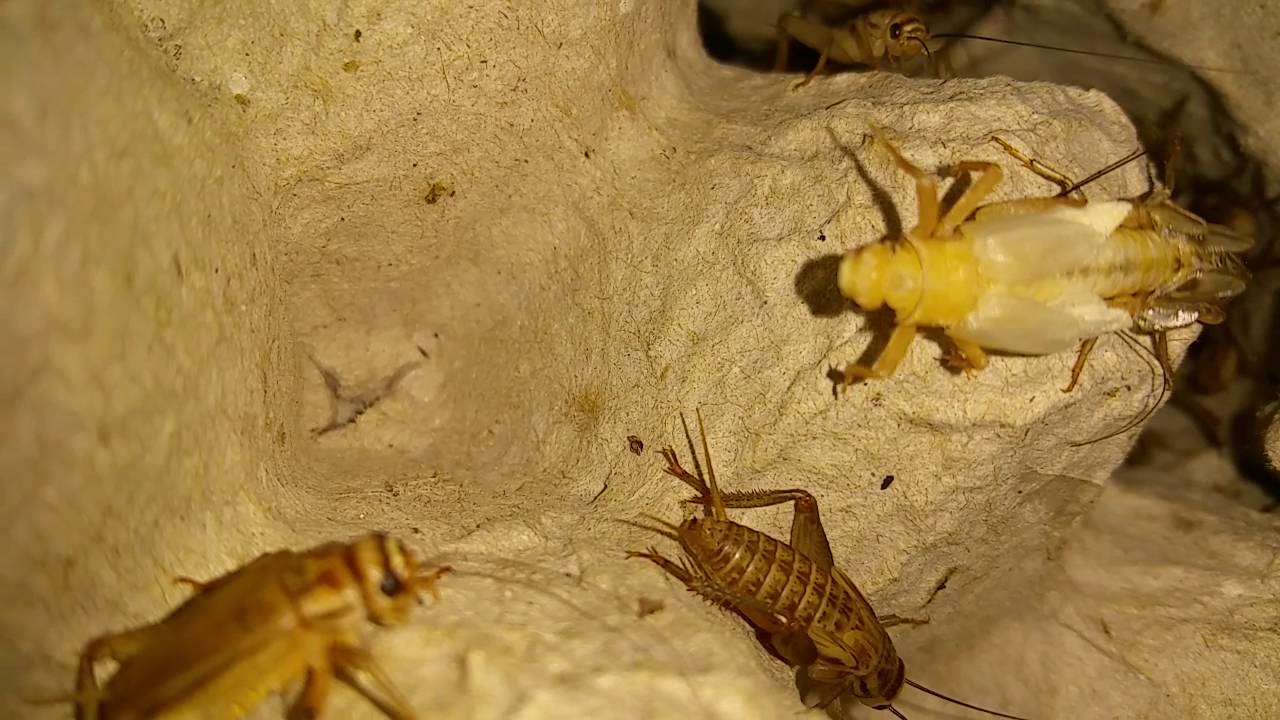 Molting cricket - YouTube