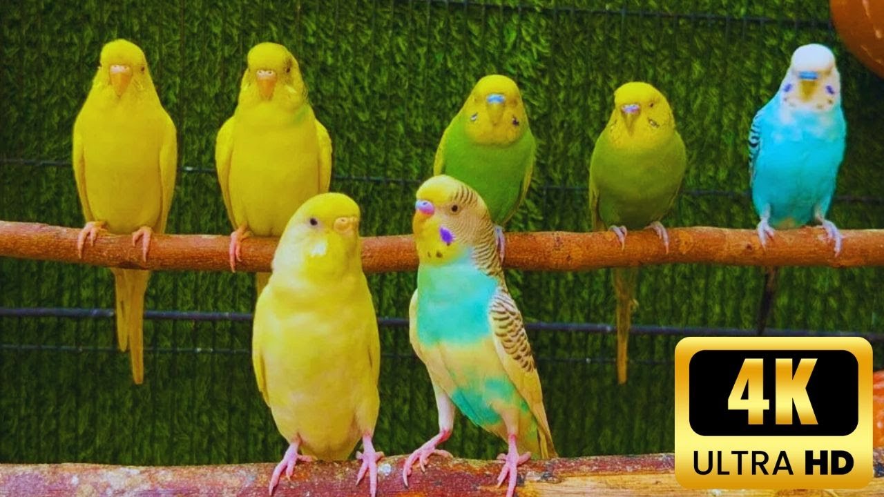 Cute Budgies Chirping: 5 Hours of Relaxing Parakeet Sounds to Reduce ...