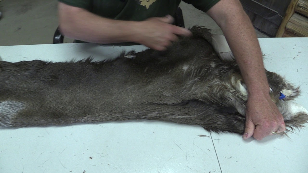 Tanned Whitetail Deer Cape For Sale 7 1/2" X 21" OBT927 - YouTube