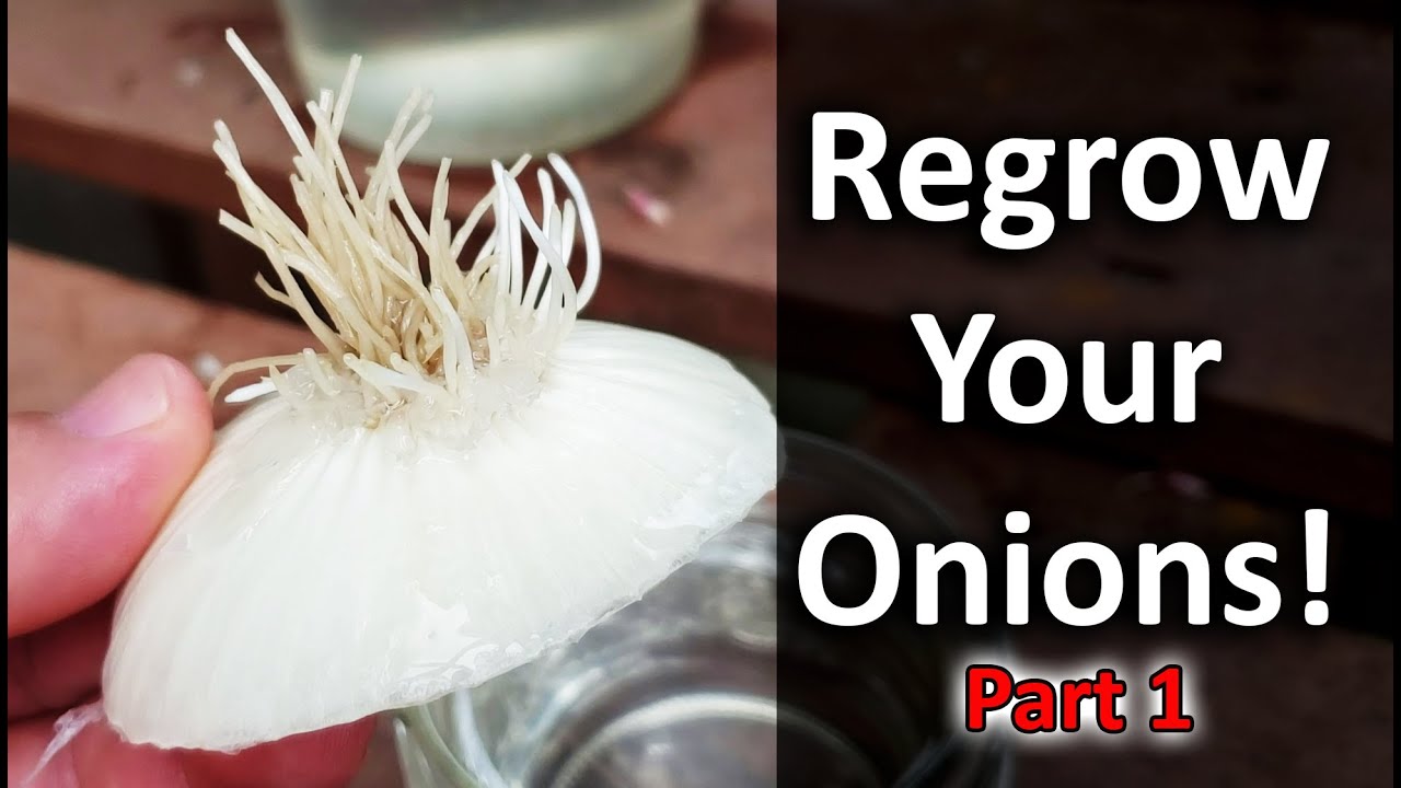 Regrow Onions From Another Onion...Need Proof? - Vlog Part 1 of 5 - YouTube