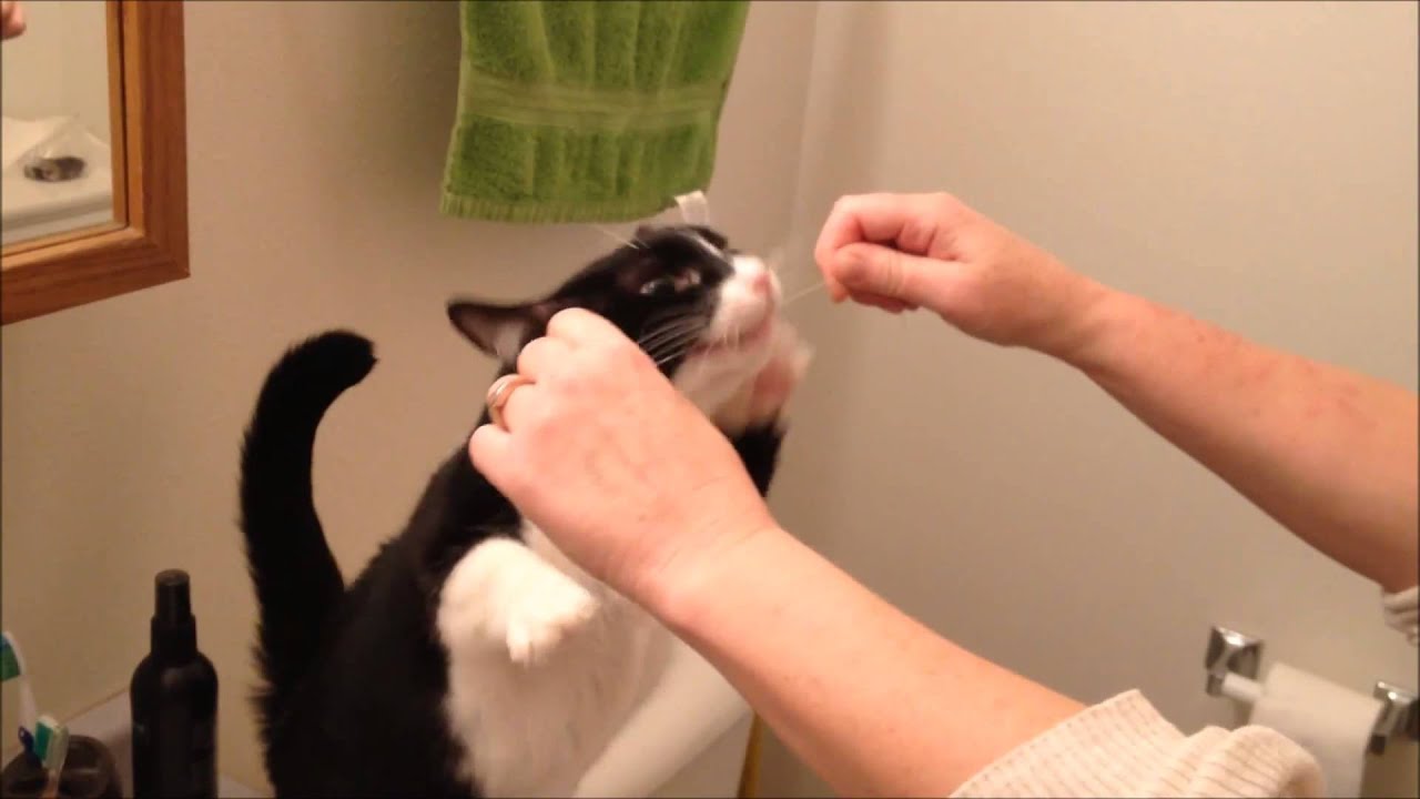Tobee The Dental Floss Cat - YouTube